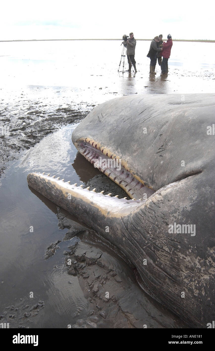 40ft long whale hi-res stock photography and images - Alamy