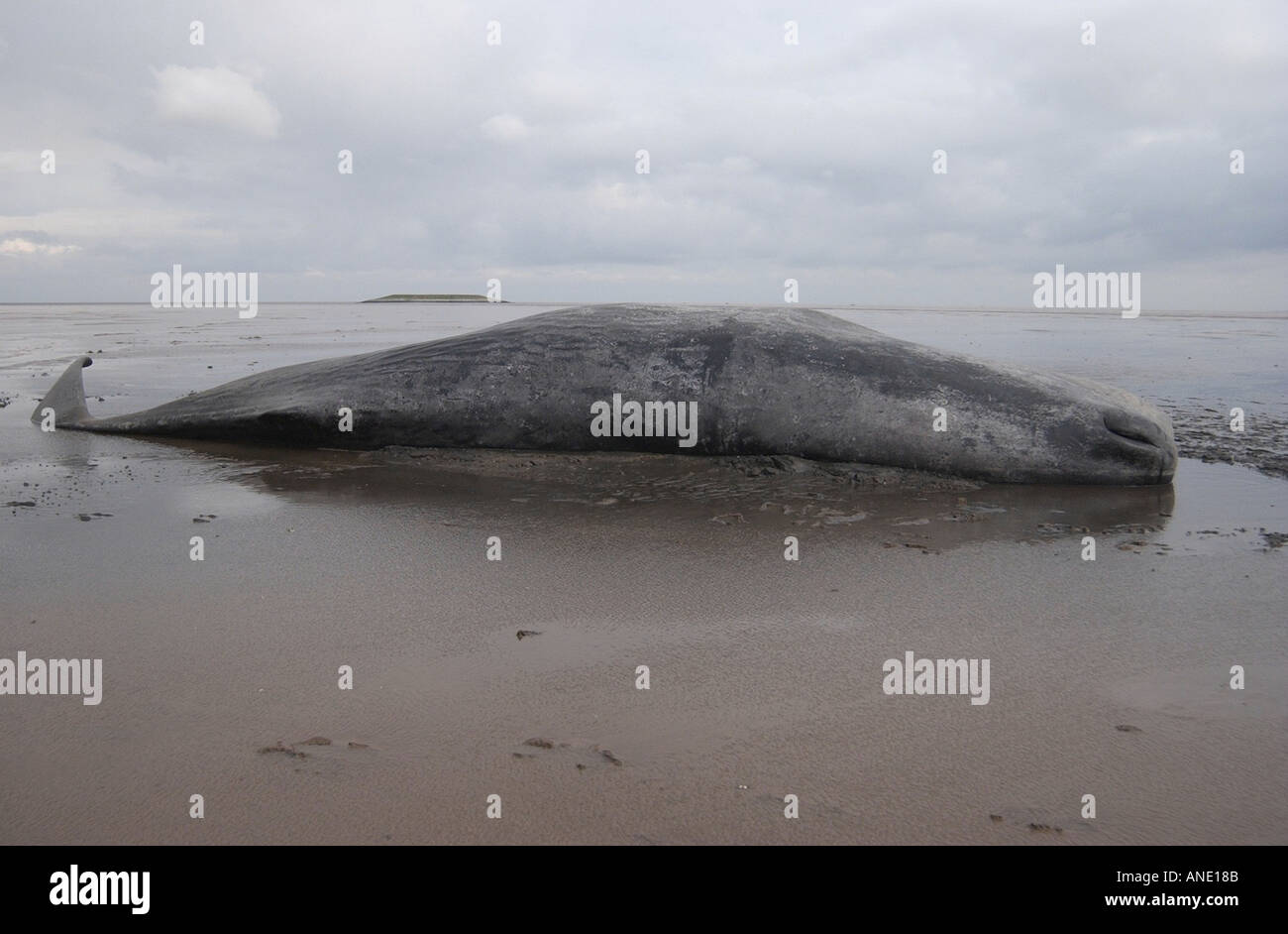 Sperm whale beached hi-res stock photography and images - Alamy