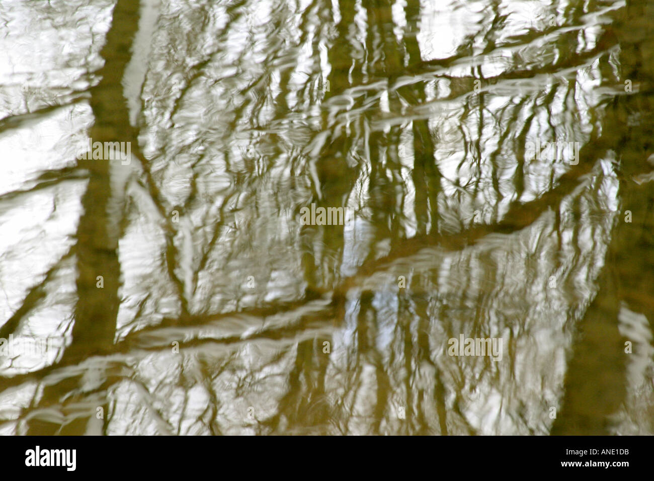 Reflections of trees in water Stock Photo - Alamy