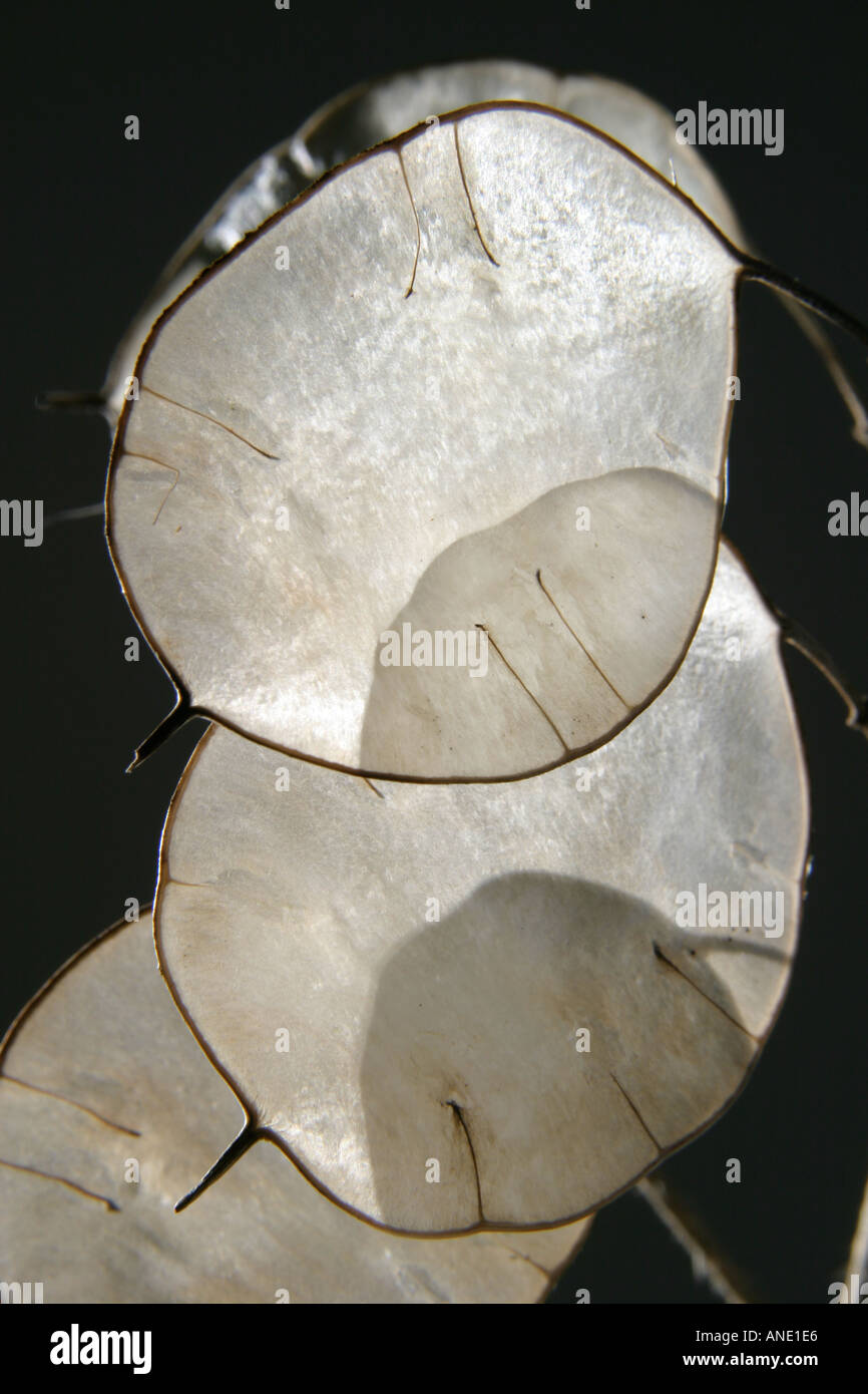 Honesty leaves lunaria annua hi-res stock photography and images - Alamy
