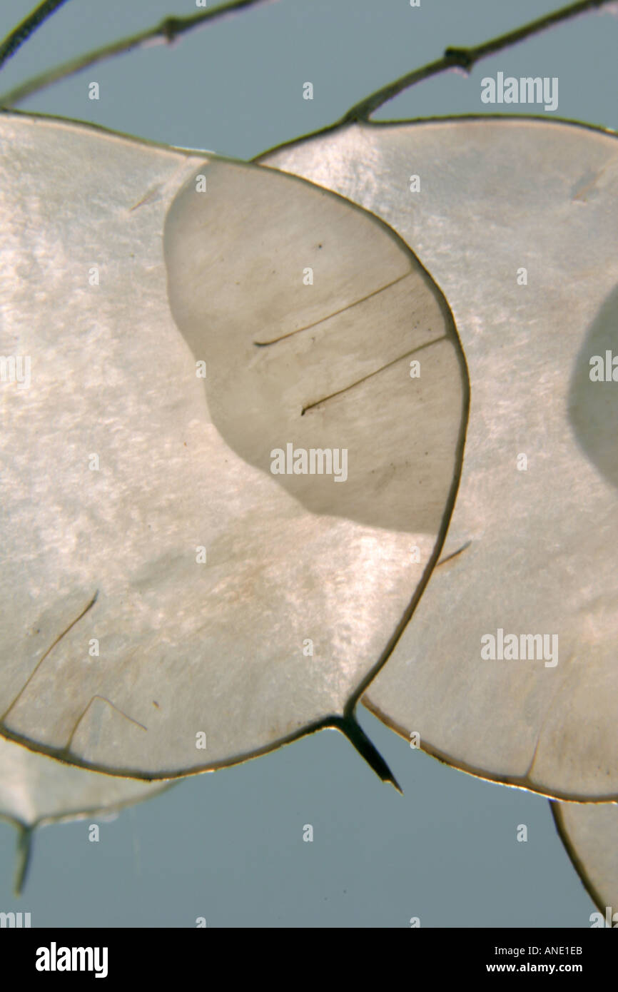 Honesty leaves (Lunaria annua Stock Photo - Alamy