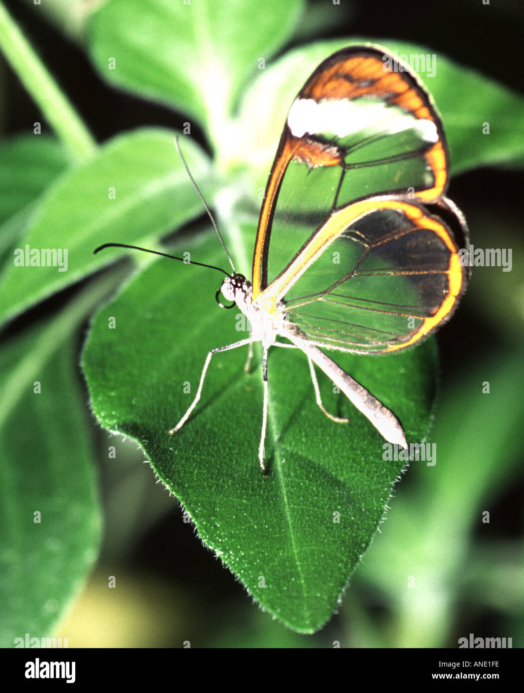 Glasswing Butterfly at Edinburgh Butterfly Farm Stock Photo - Alamy