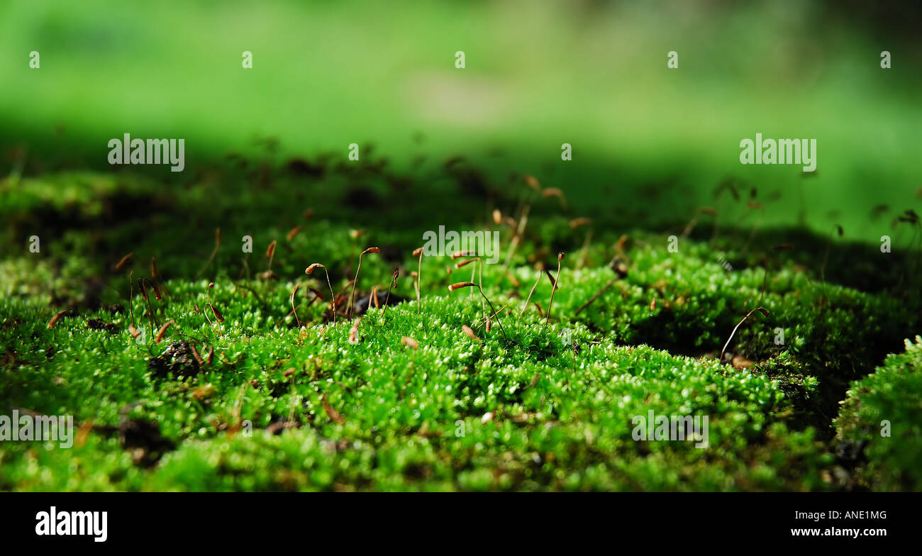 Moss seta hi-res stock photography and images - Alamy