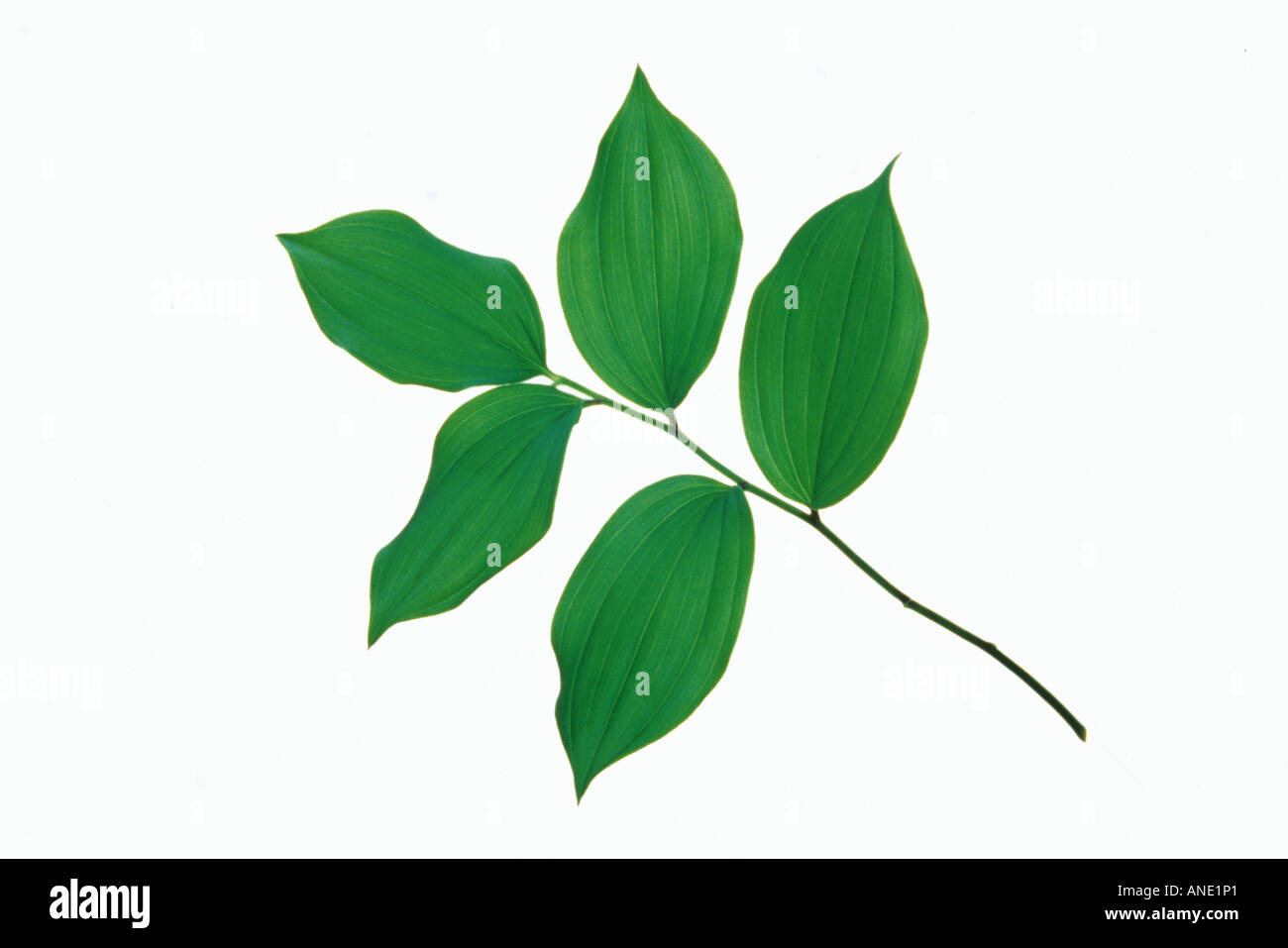 One stem five leaves hi-res stock photography and images - Alamy