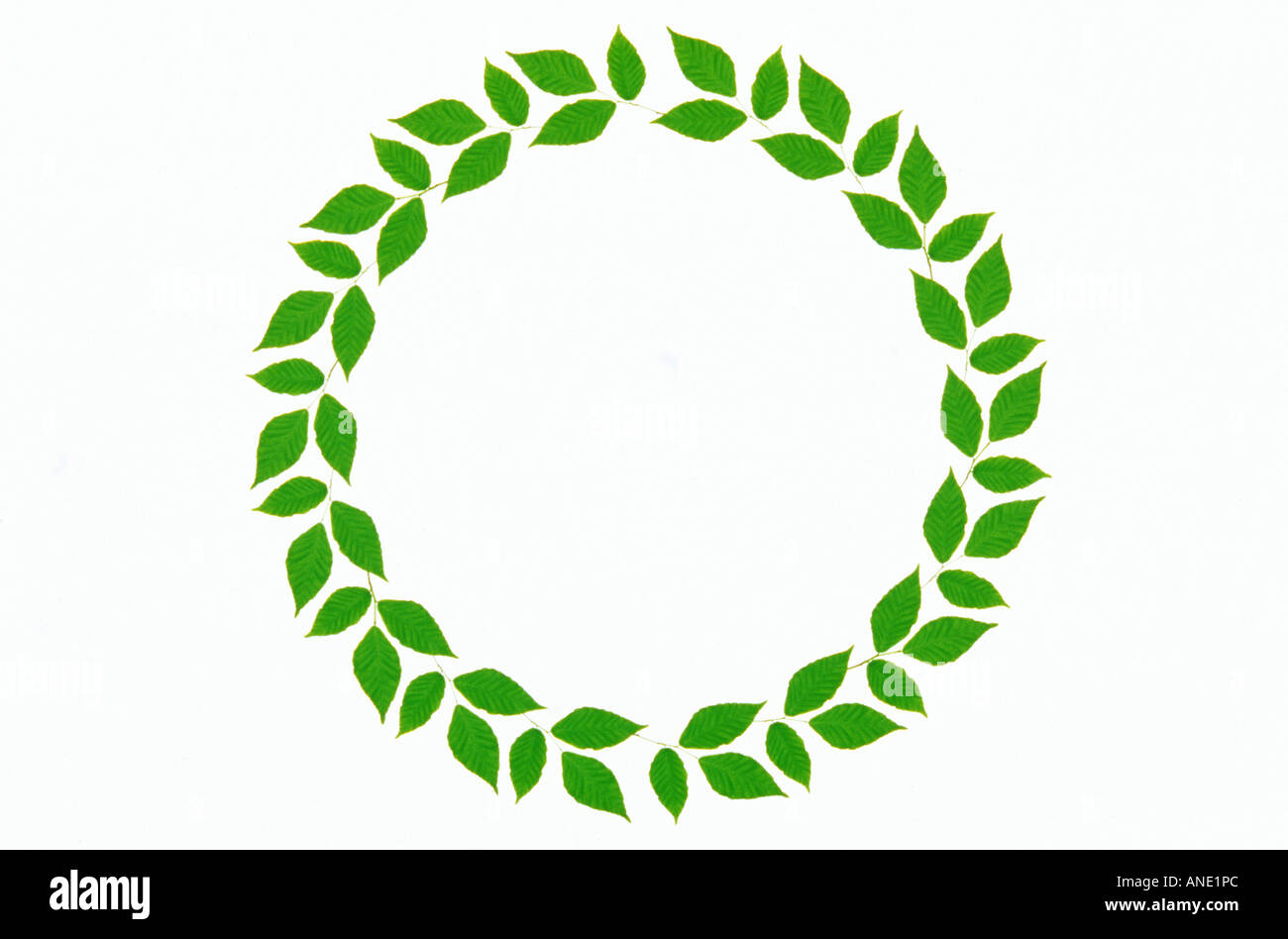 Circular leaves Cut Out Stock Images & Pictures - Alamy