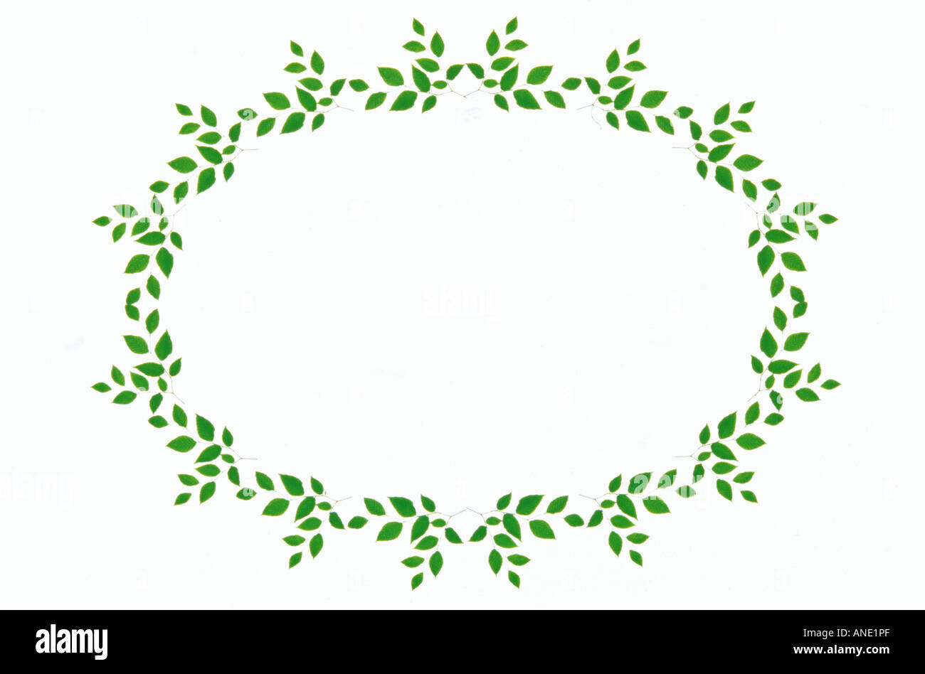 Circular leaves Cut Out Stock Images & Pictures - Alamy