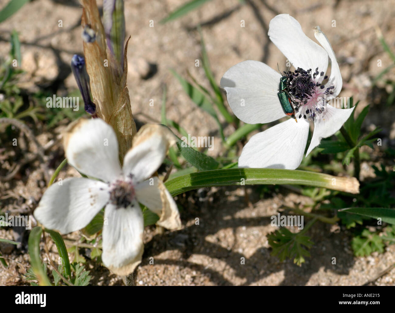 Wildflowers of Cyprus. White Anemones growing on rocky outcrop with ...