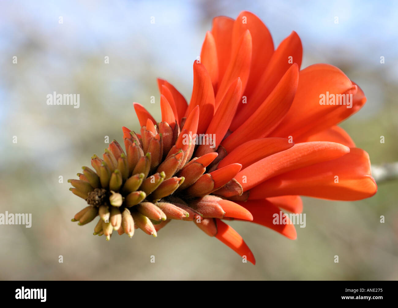 Flame coral tree flower hi-res stock photography and images - Alamy