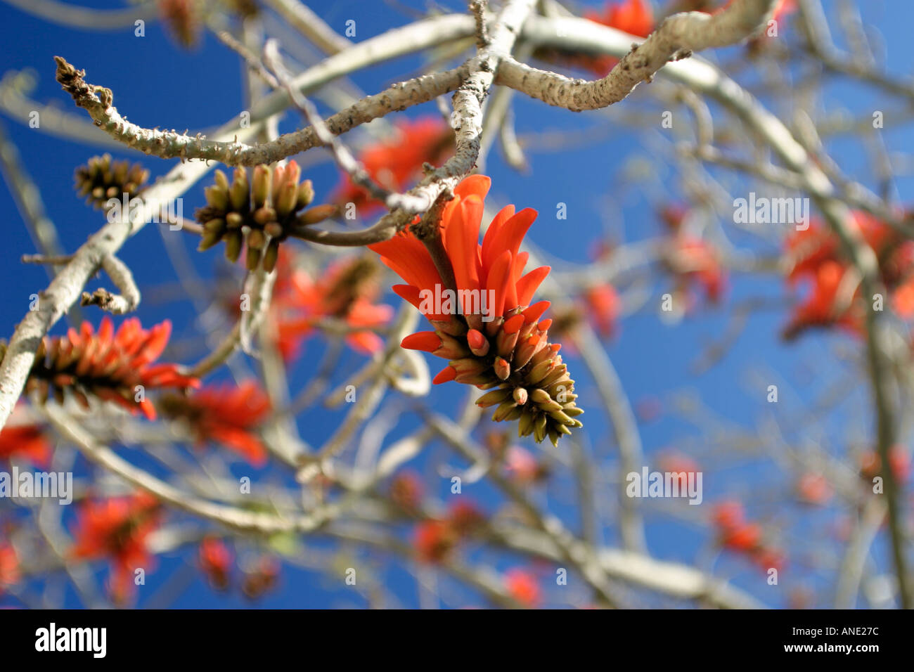 Labyrinth coral tree flame tree hi-res stock photography and images - Alamy