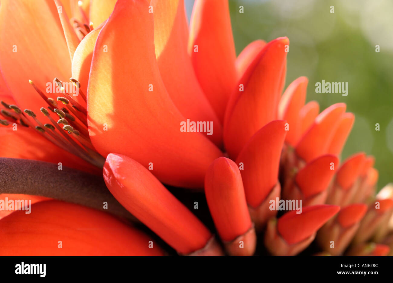 Flame coral tree hi-res stock photography and images - Alamy