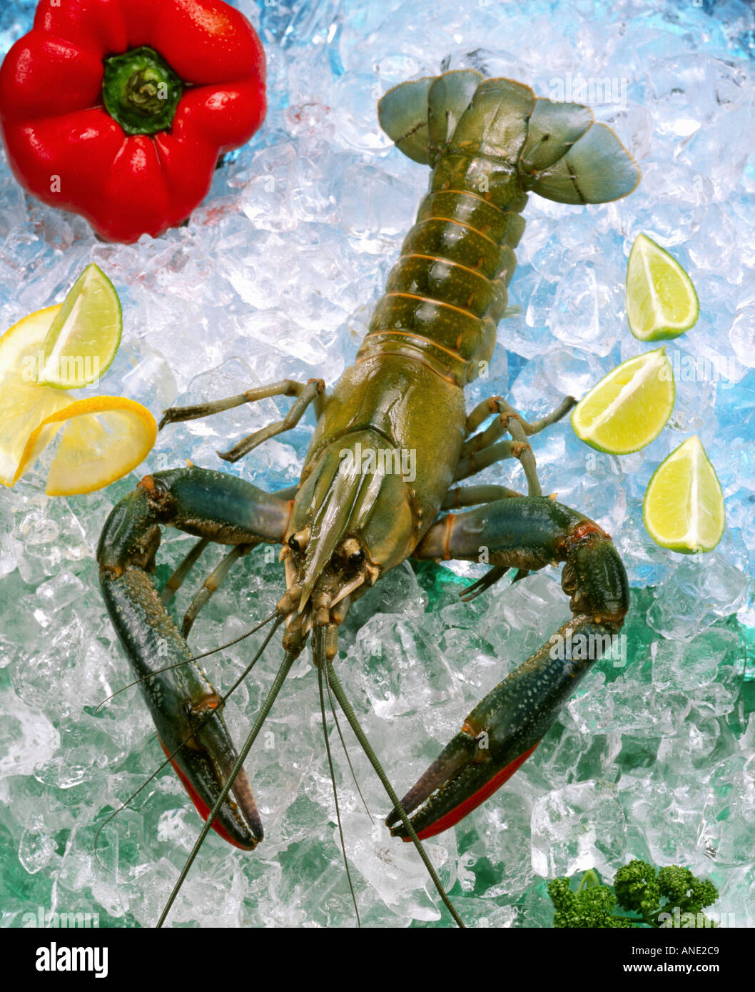 Crayfish fresh water shrimp or lobster raw on ice with yellow lemon ...