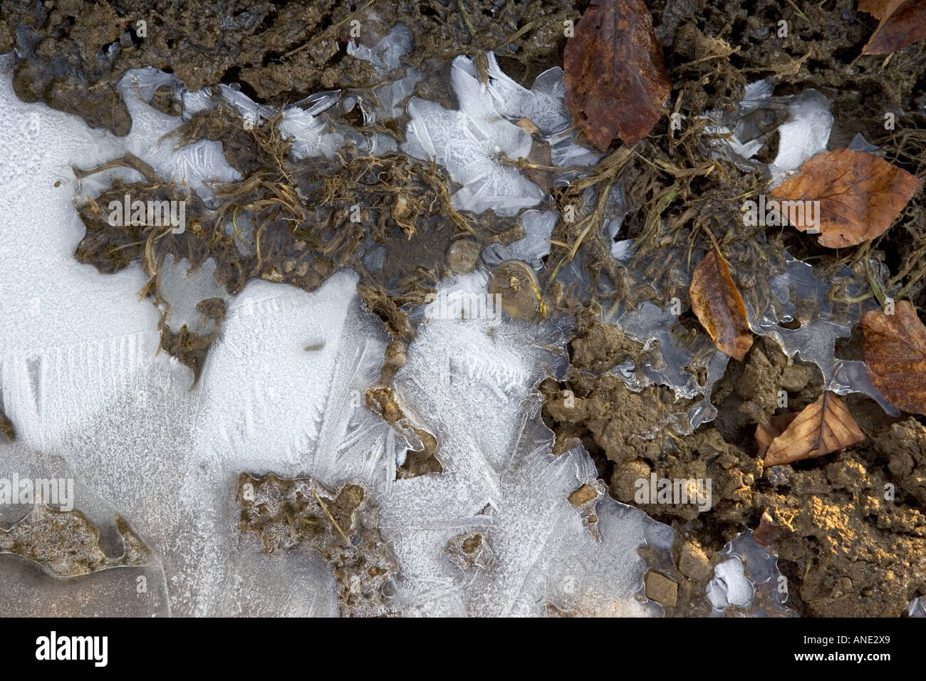 Frozen puddle on a country lane Oxfordshire United Kingdom Stock Photo ...
