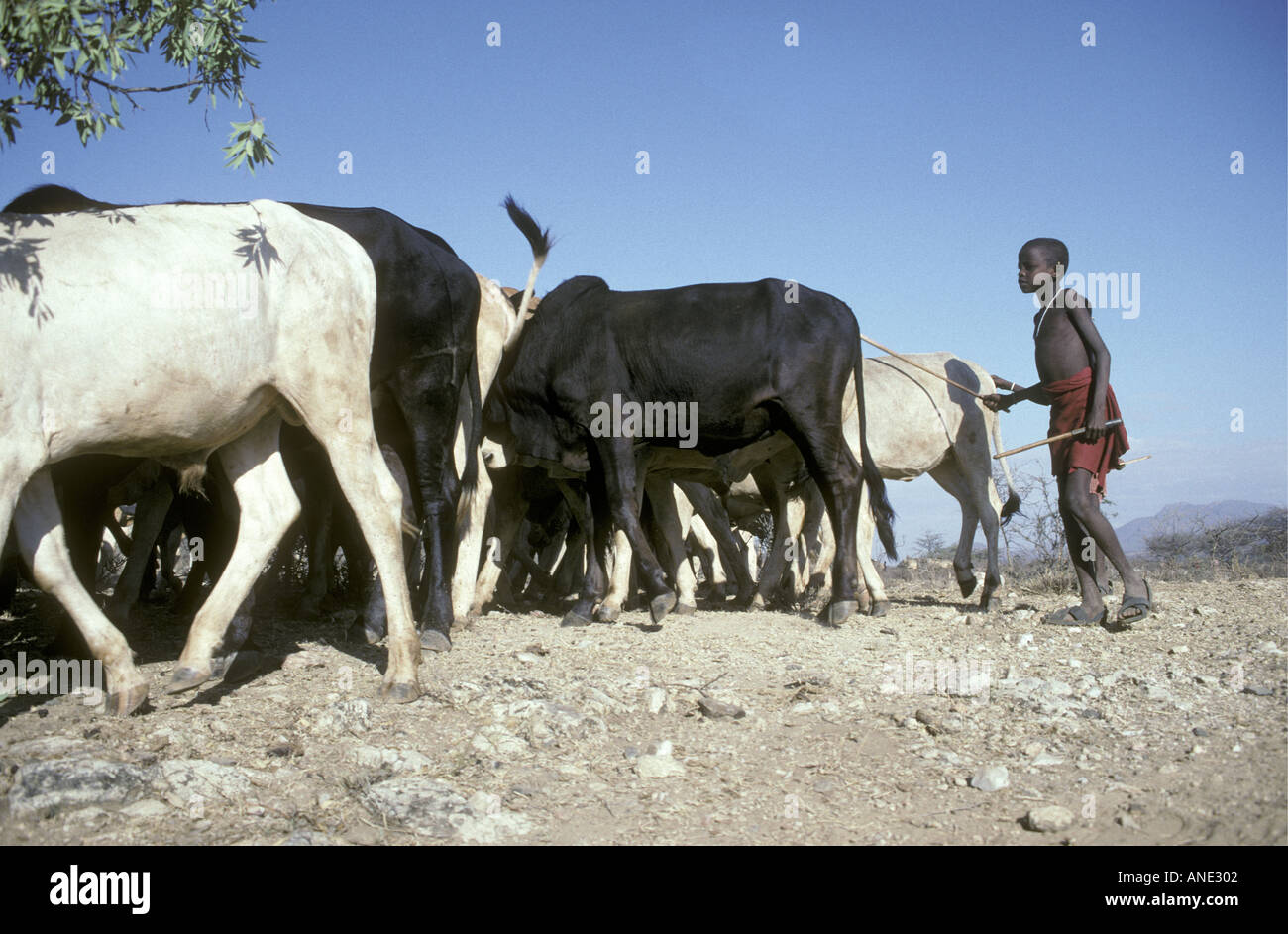 Uncircumcised hi-res stock photography and images - Alamy