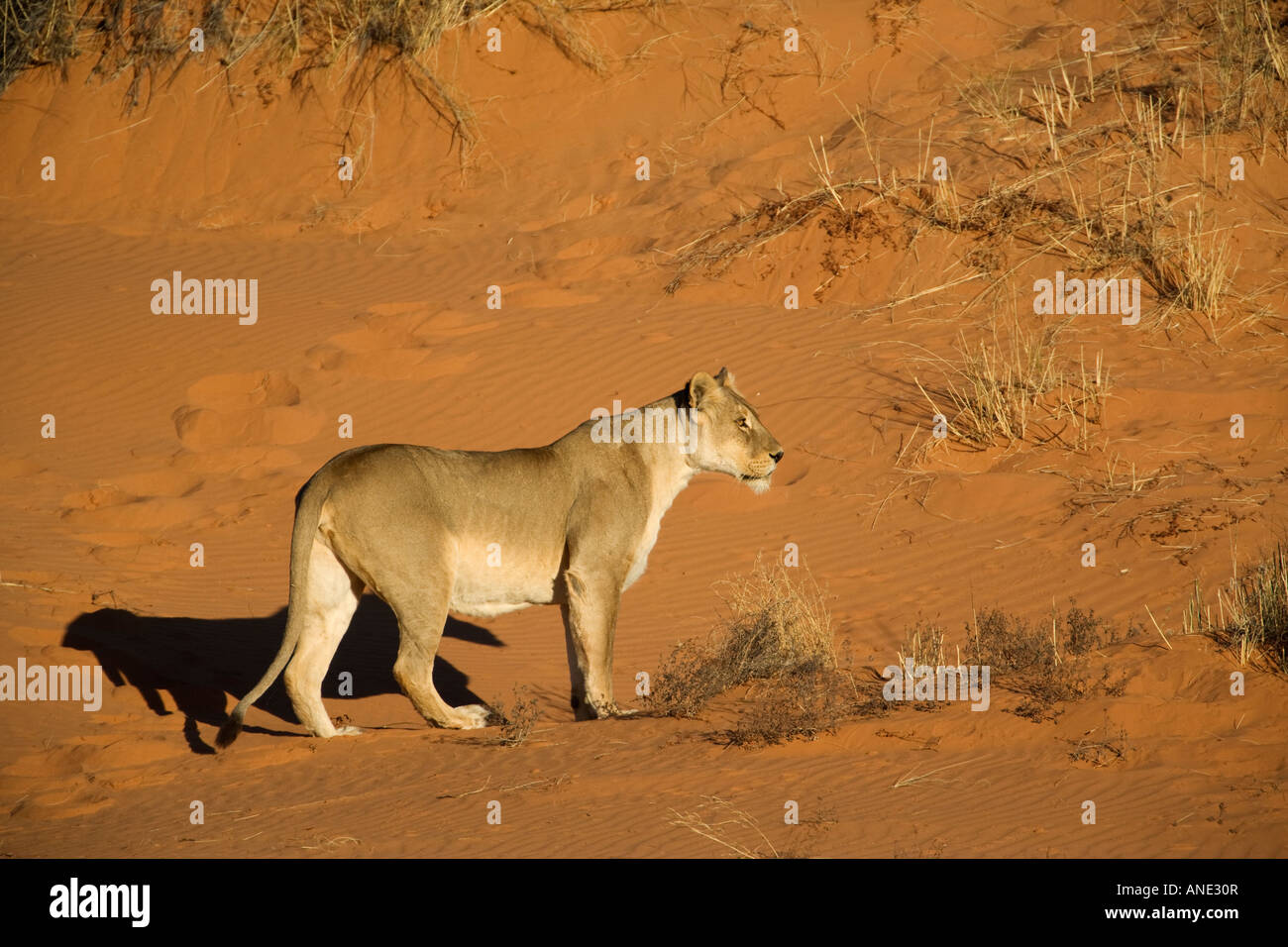 Lioness Panthera leo on sand dune Kgalagadi Transfrontier Park South ...