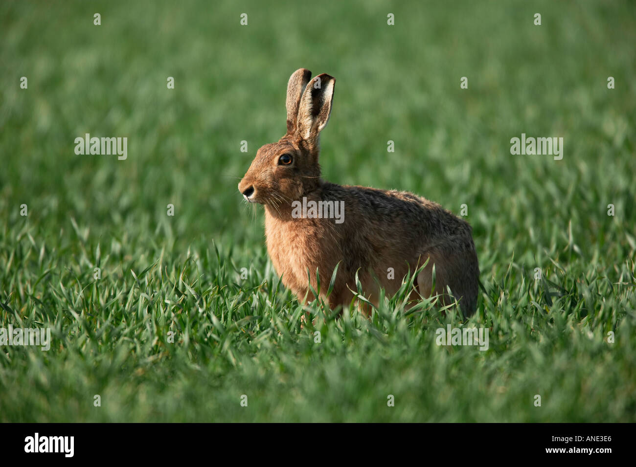 Brown Hare Lepus Capensis looking alert in corn field therfield ...