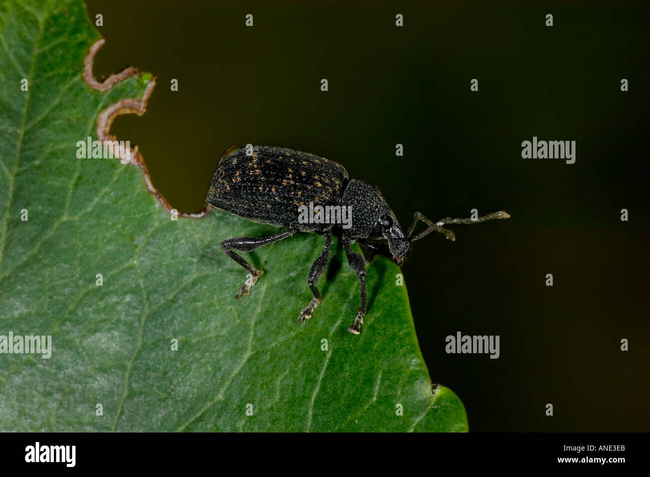Vine weevil Otiorhynchus sulcatus eating leaf with some old damage on ...