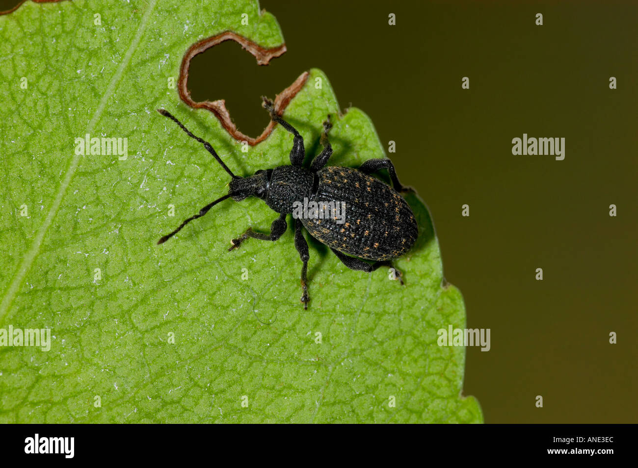 Vine weevil damage on leaf hi-res stock photography and images - Alamy