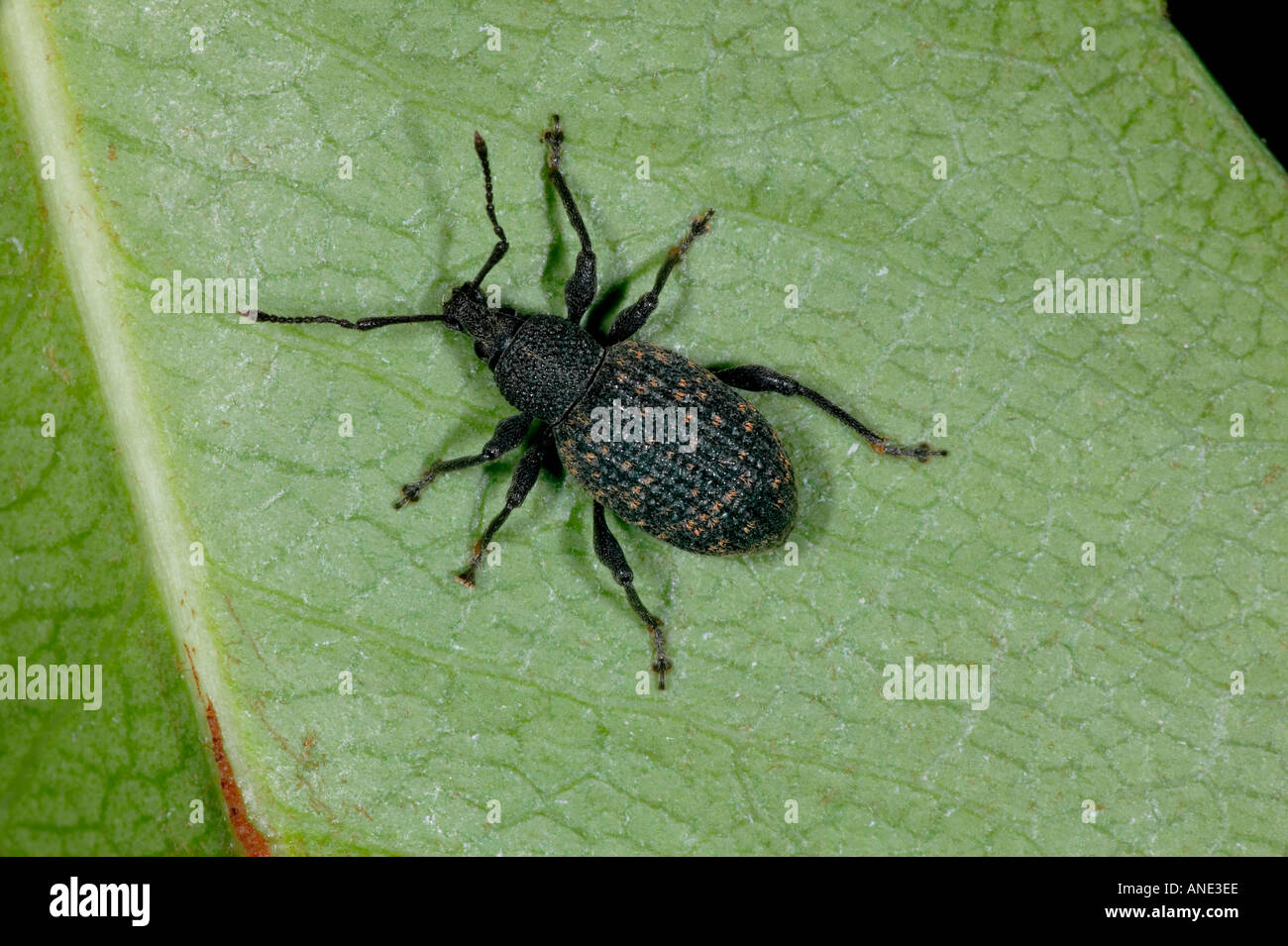 Vine weevil damage on leaf hi-res stock photography and images - Alamy
