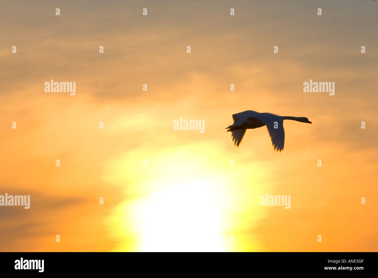 Silhouette birds flying past sun hi-res stock photography and images ...