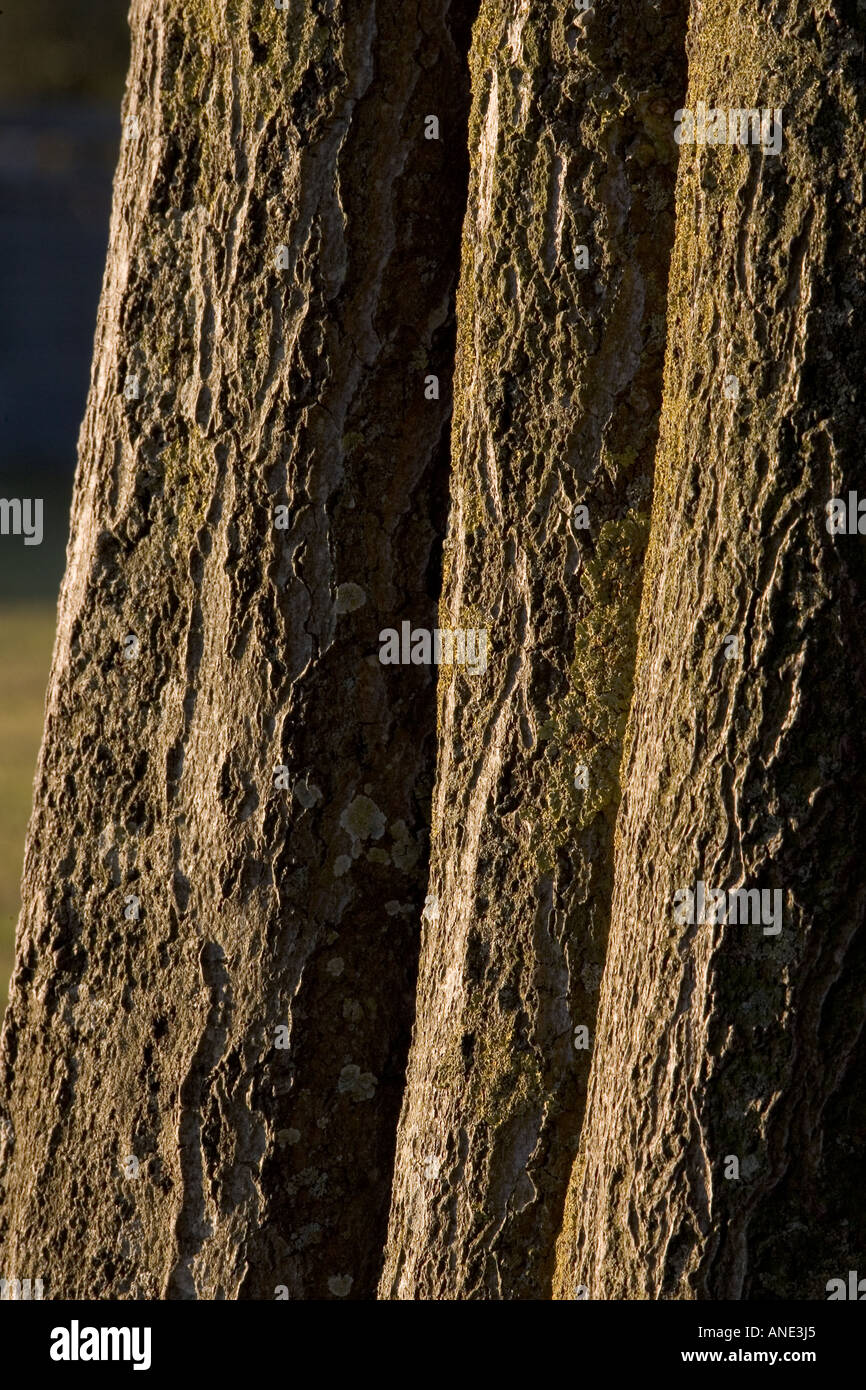 Chestnut tree bark hi-res stock photography and images - Alamy