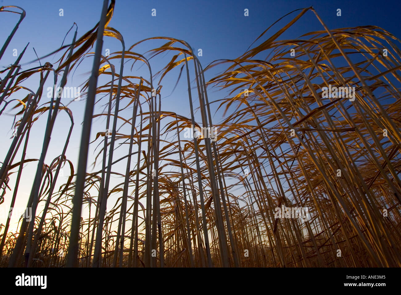 Miscanthus elephant grass alternative energy crop grown for fuel ...