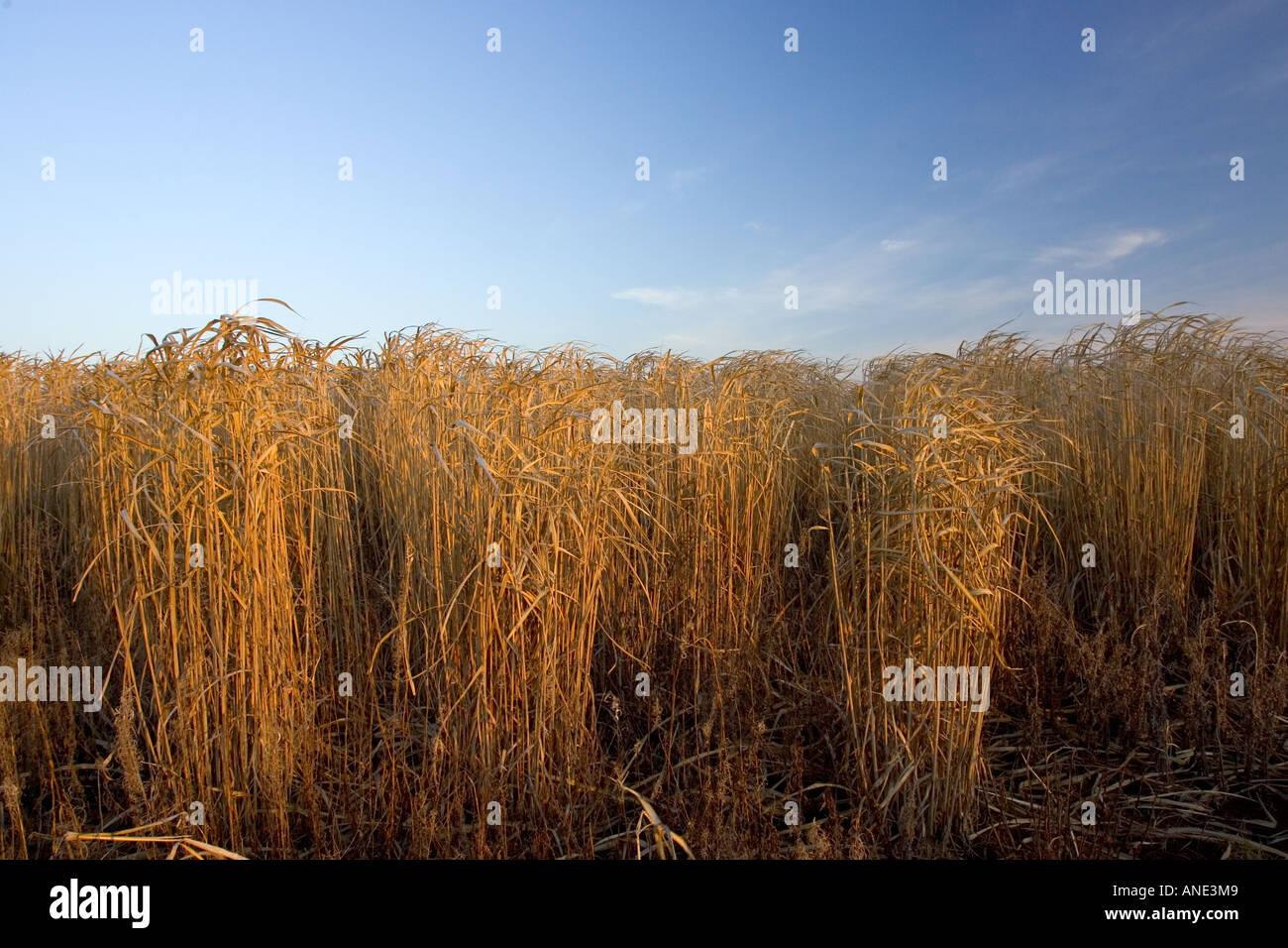 Miscanthus elephant grass alternative energy crop grown for fuel ...