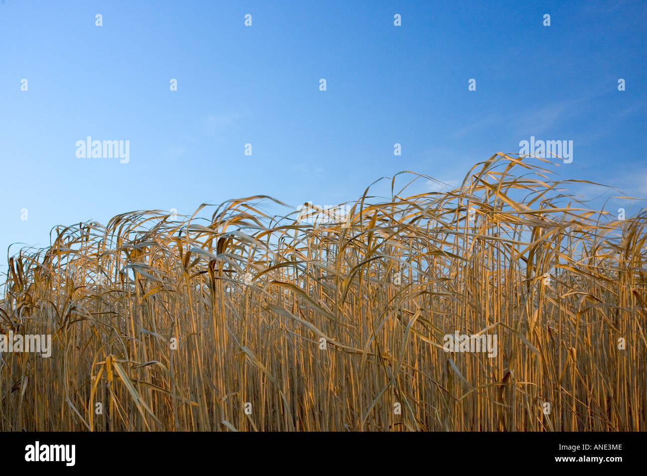 Miscanthus elephant grass alternative energy crop grown for fuel ...