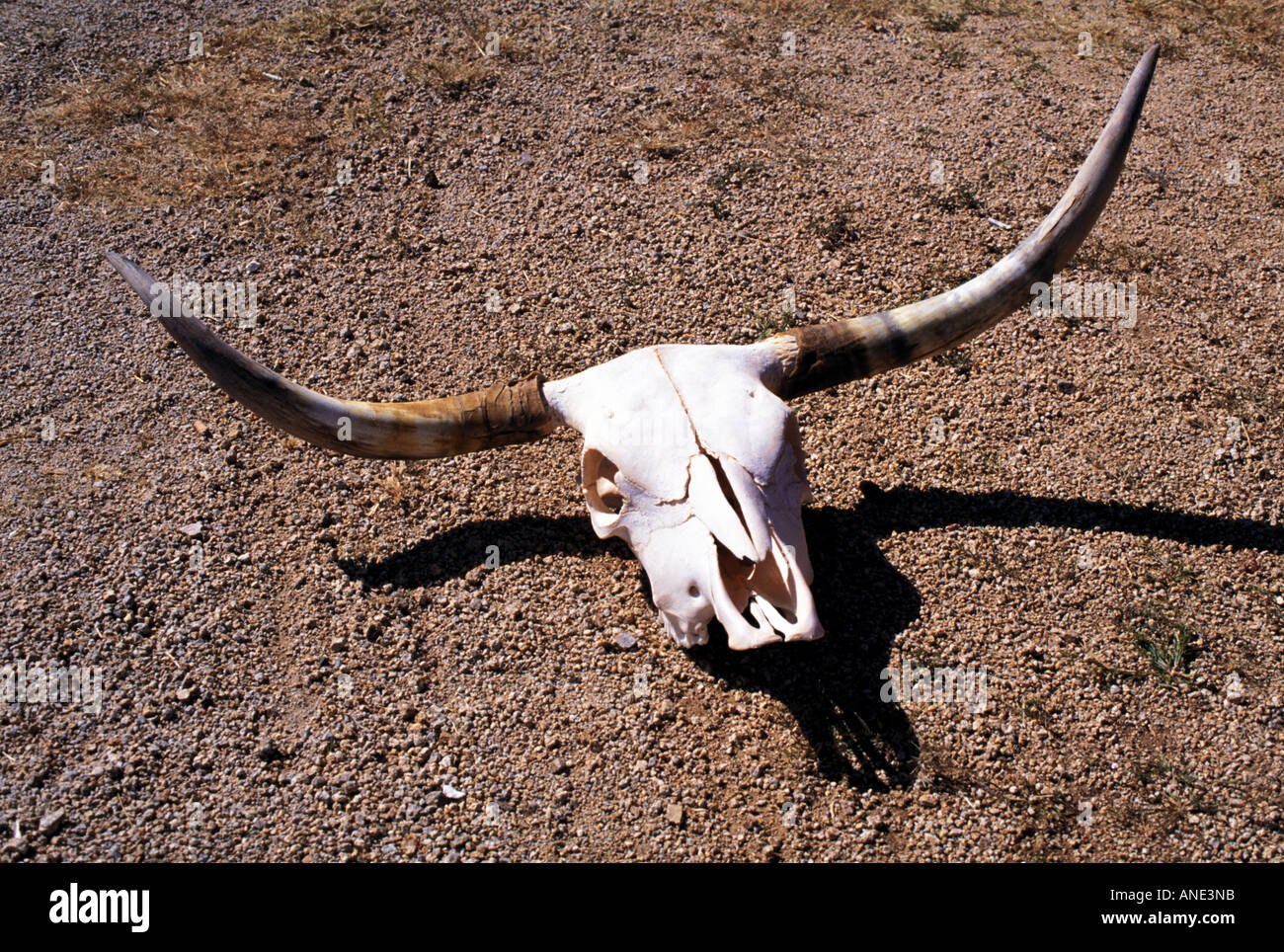 Steer skull hi-res stock photography and images - Alamy