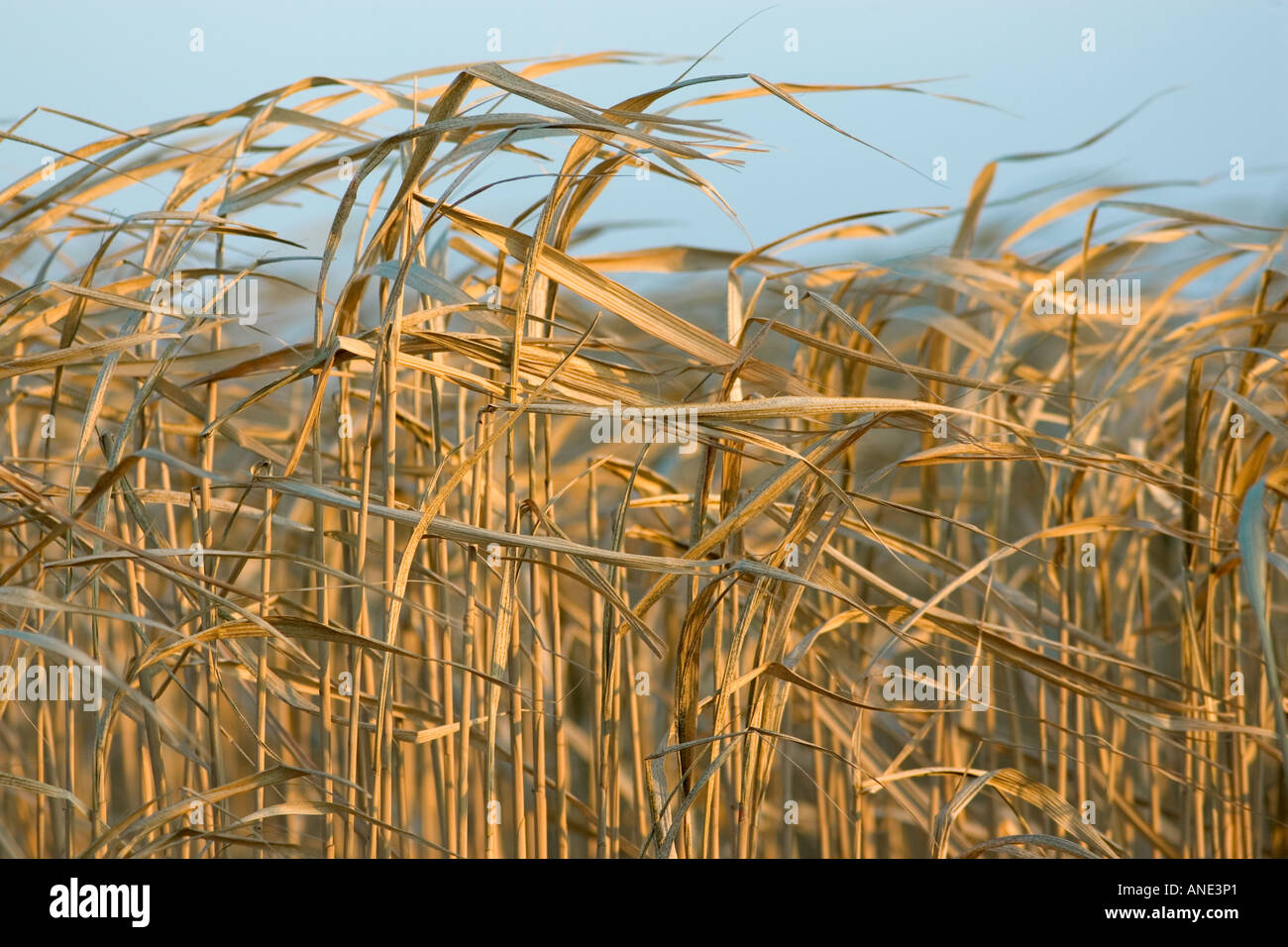 Miscanthus elephant grass alternative energy crop grown for fuel ...