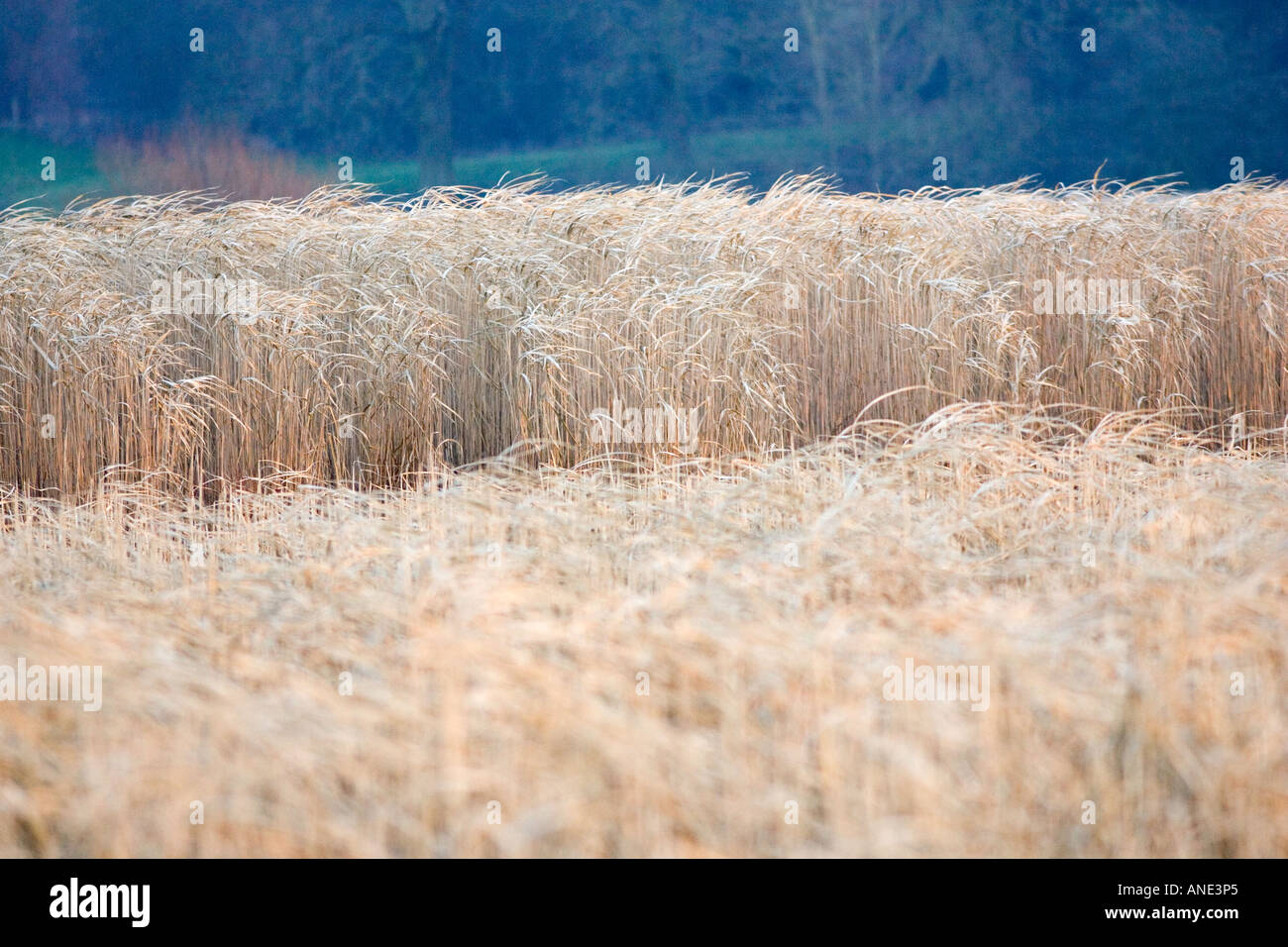 Miscanthus elephant grass alternative energy crop grown for fuel ...