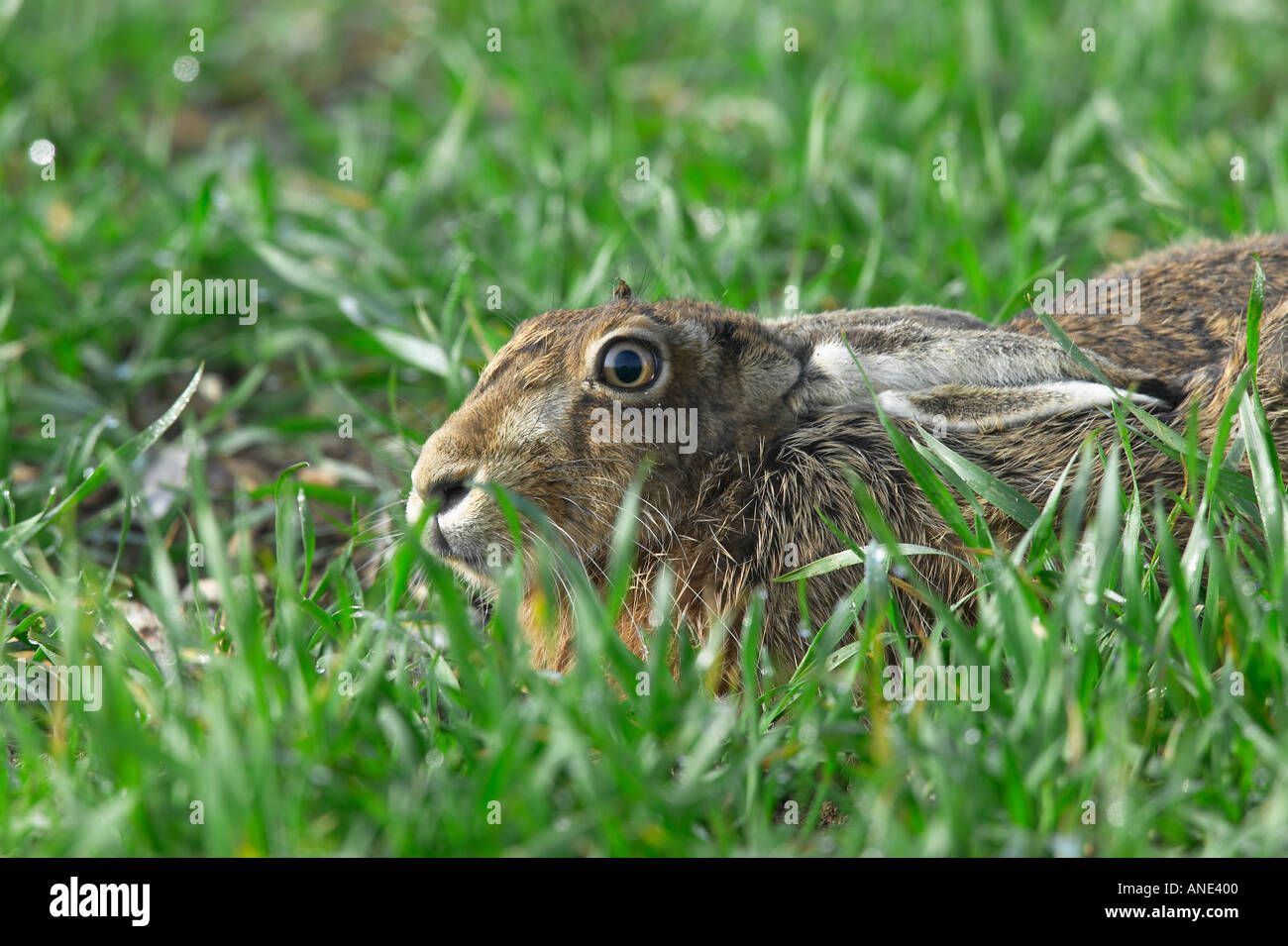 Brown Hare Lepus Capensis close up of head while laying in form in corn ...