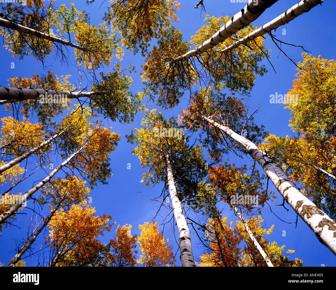 Fall aspens looking up hi-res stock photography and images - Alamy