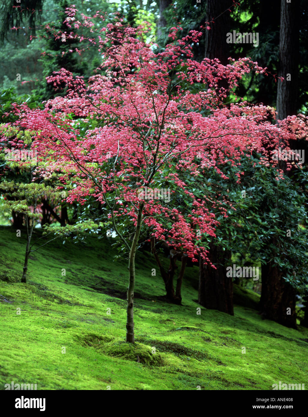 Fall Color of Japanese Maple Stock Photo - Alamy
