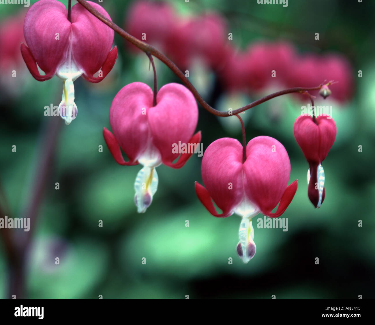 Closeup of Pink Bleeding Hearts Stock Photo - Alamy