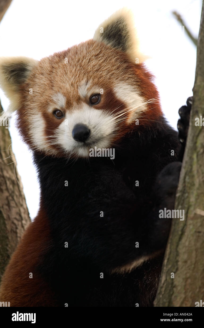 Red Panda Ailurus fulgens Close up head shot looking at photographer ...