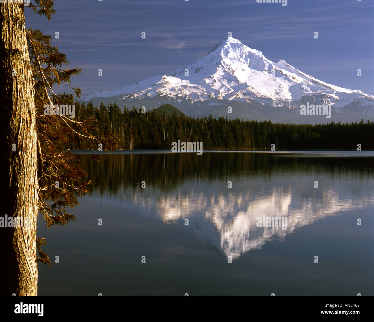 Coniferous trees features hi-res stock photography and images - Alamy