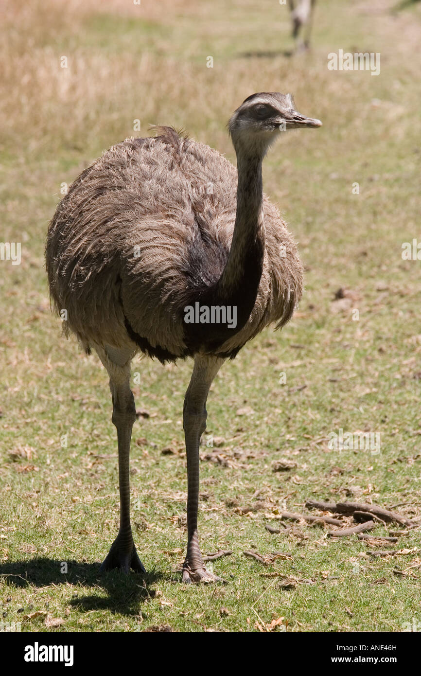 Rhea bird hi-res stock photography and images - Alamy