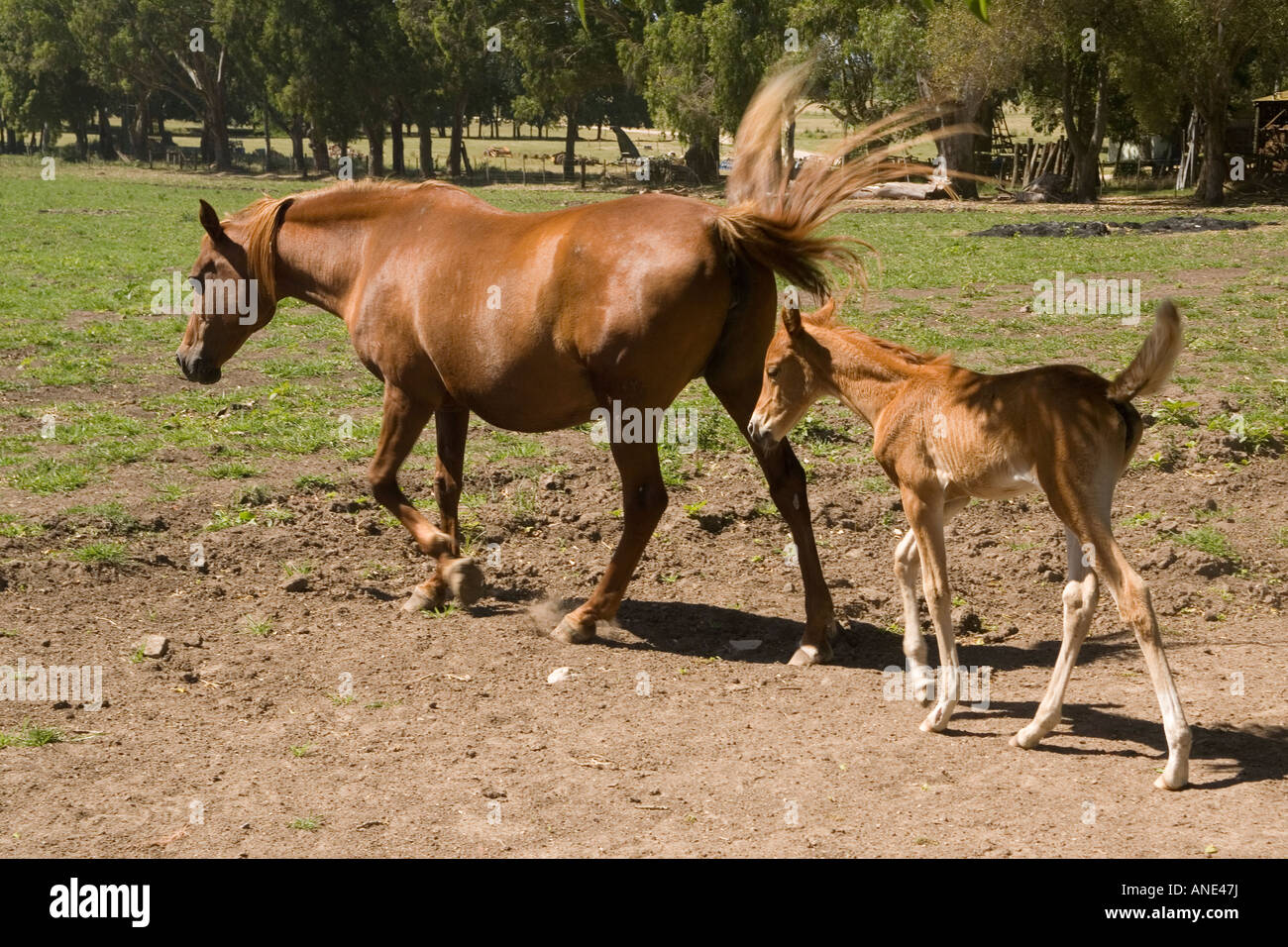 Mare with young hi-res stock photography and images - Alamy