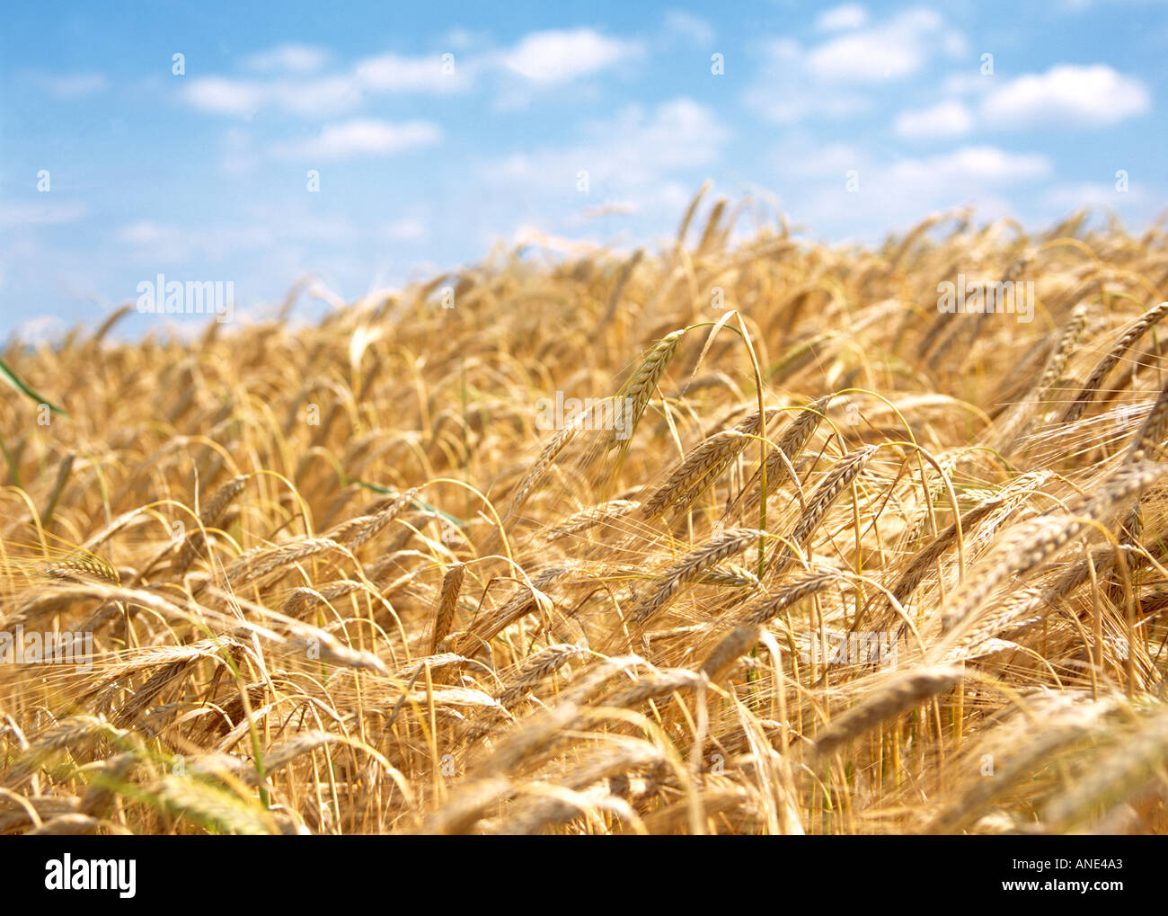 a field of wheat at harvest time Stock Photo - Alamy