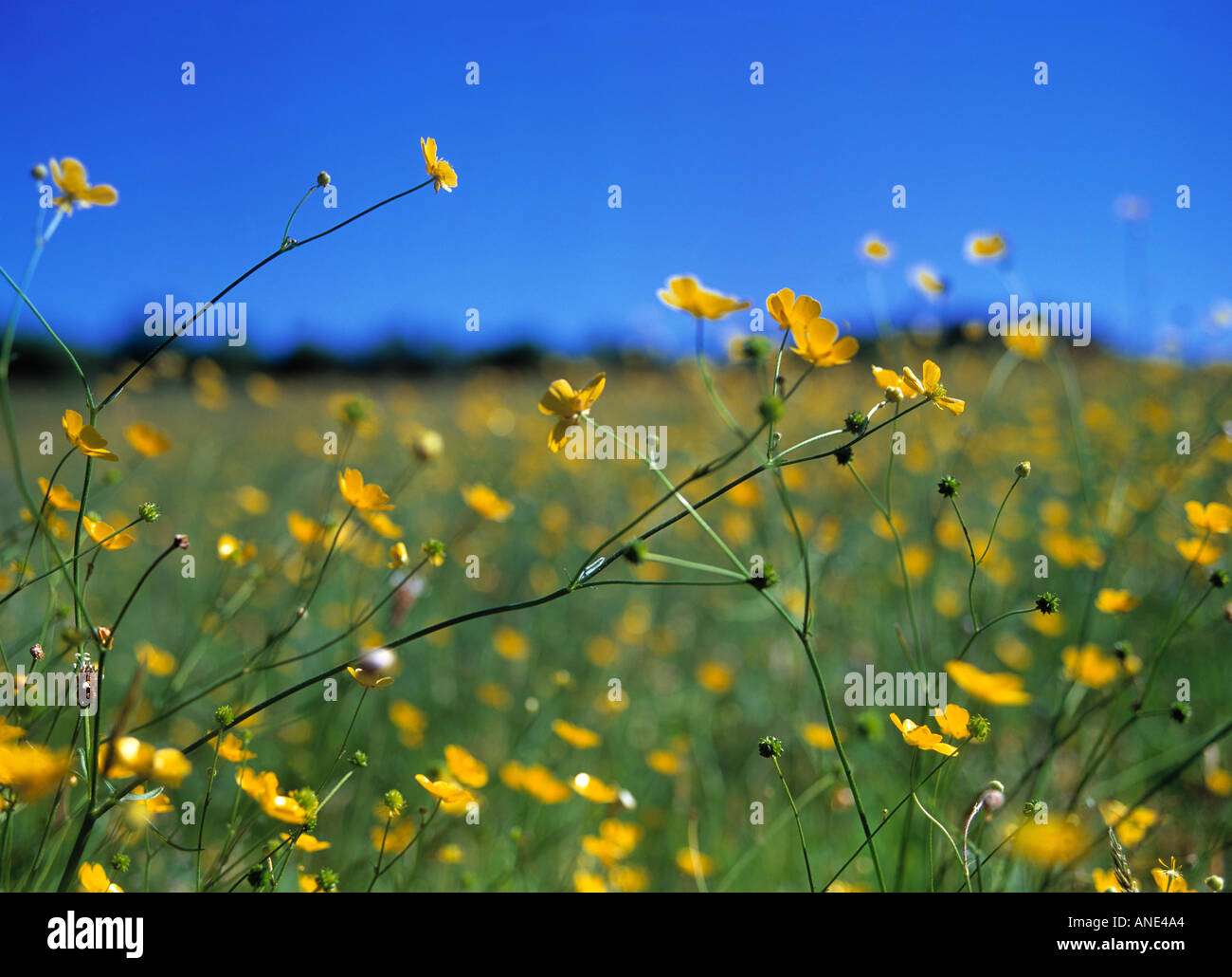 Buttercups summer hi-res stock photography and images - Alamy