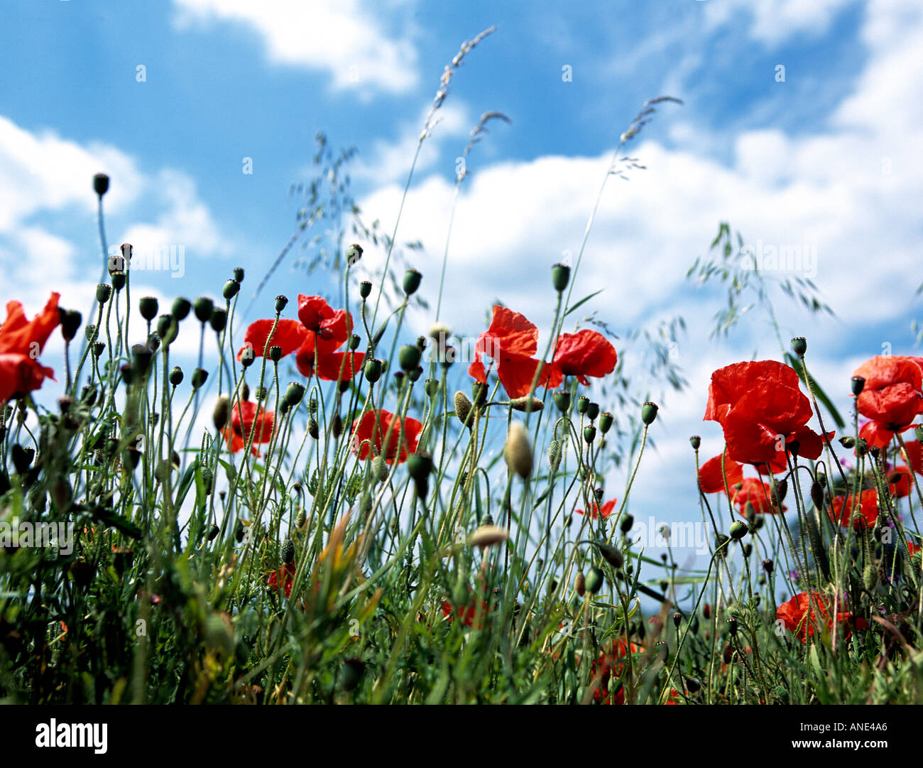 Poppys army hi-res stock photography and images - Alamy