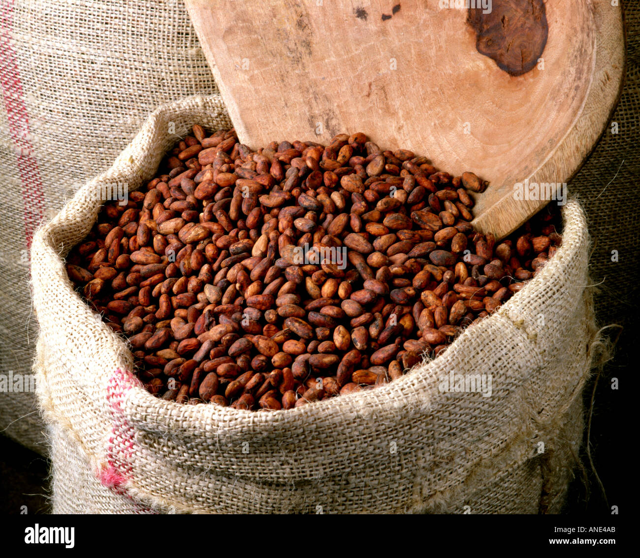 Cocoa beans ripe seasoned fine aroma Ecuadorian cacao on burlap sack ...