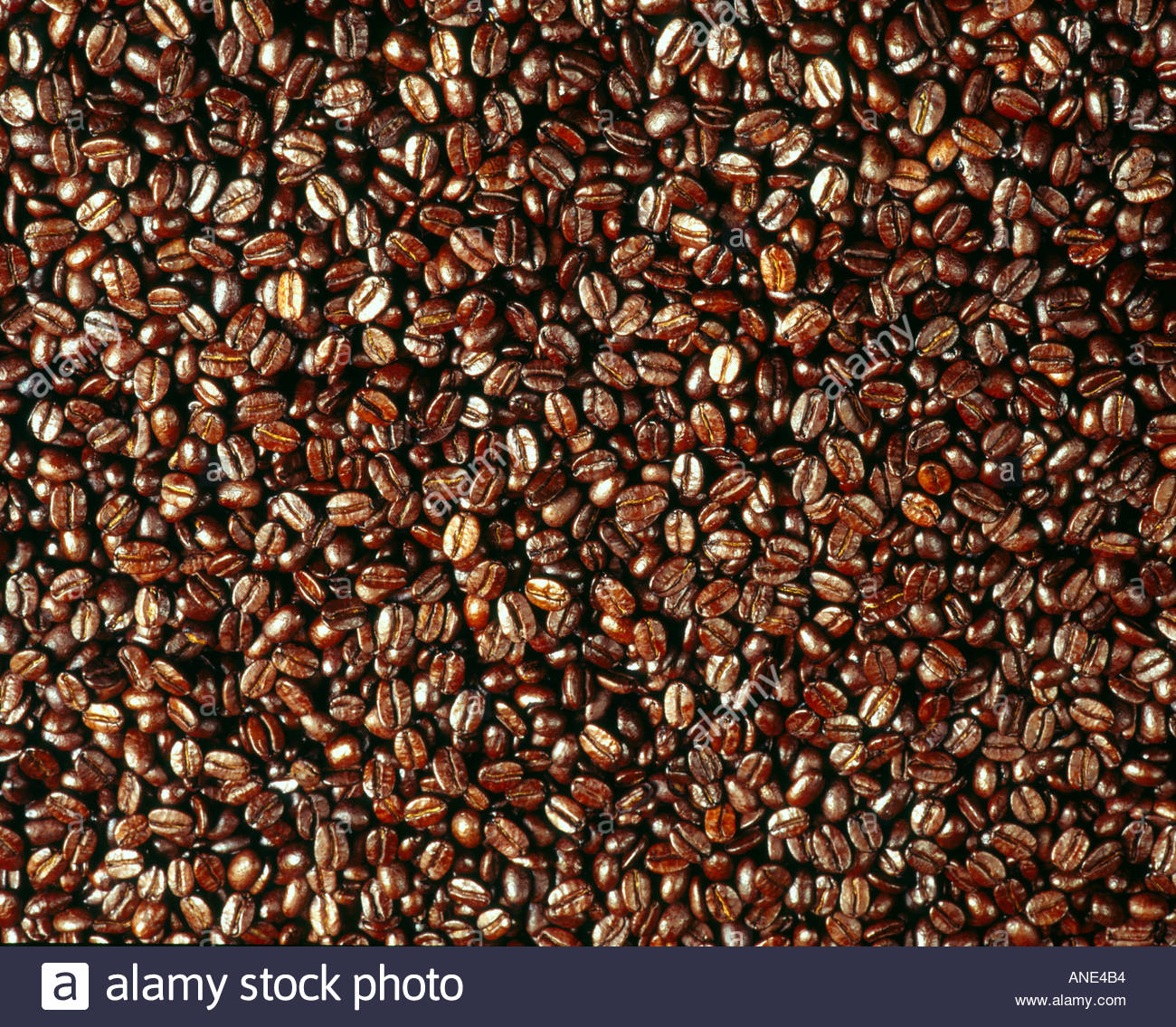 Coffee beans roasted gourmet Ecuadorian export Stock Photo - Alamy