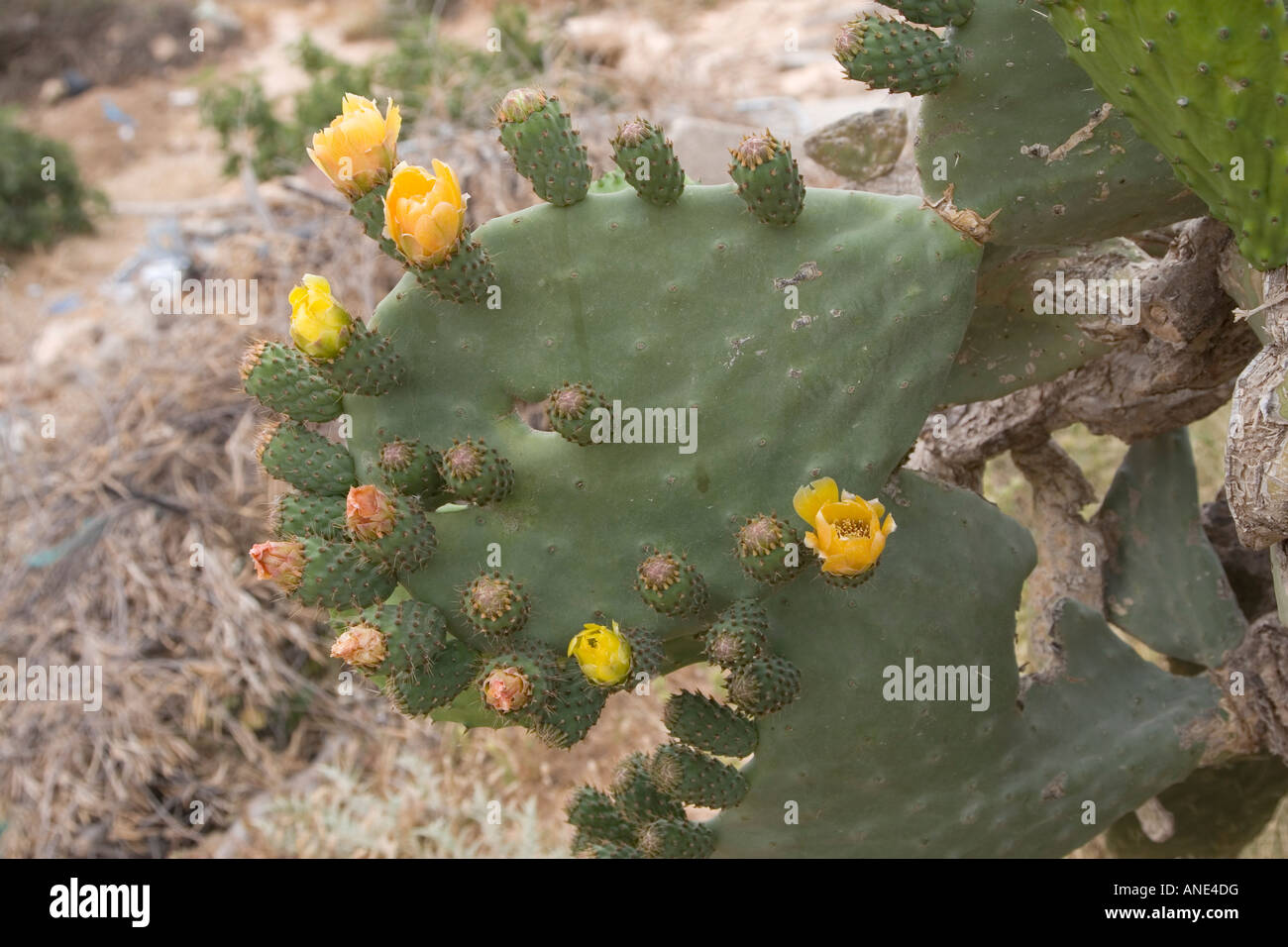 Gharyan, Jebal Nefusa, Libya. Prickly Pear Cactus Fruits Coming into ...