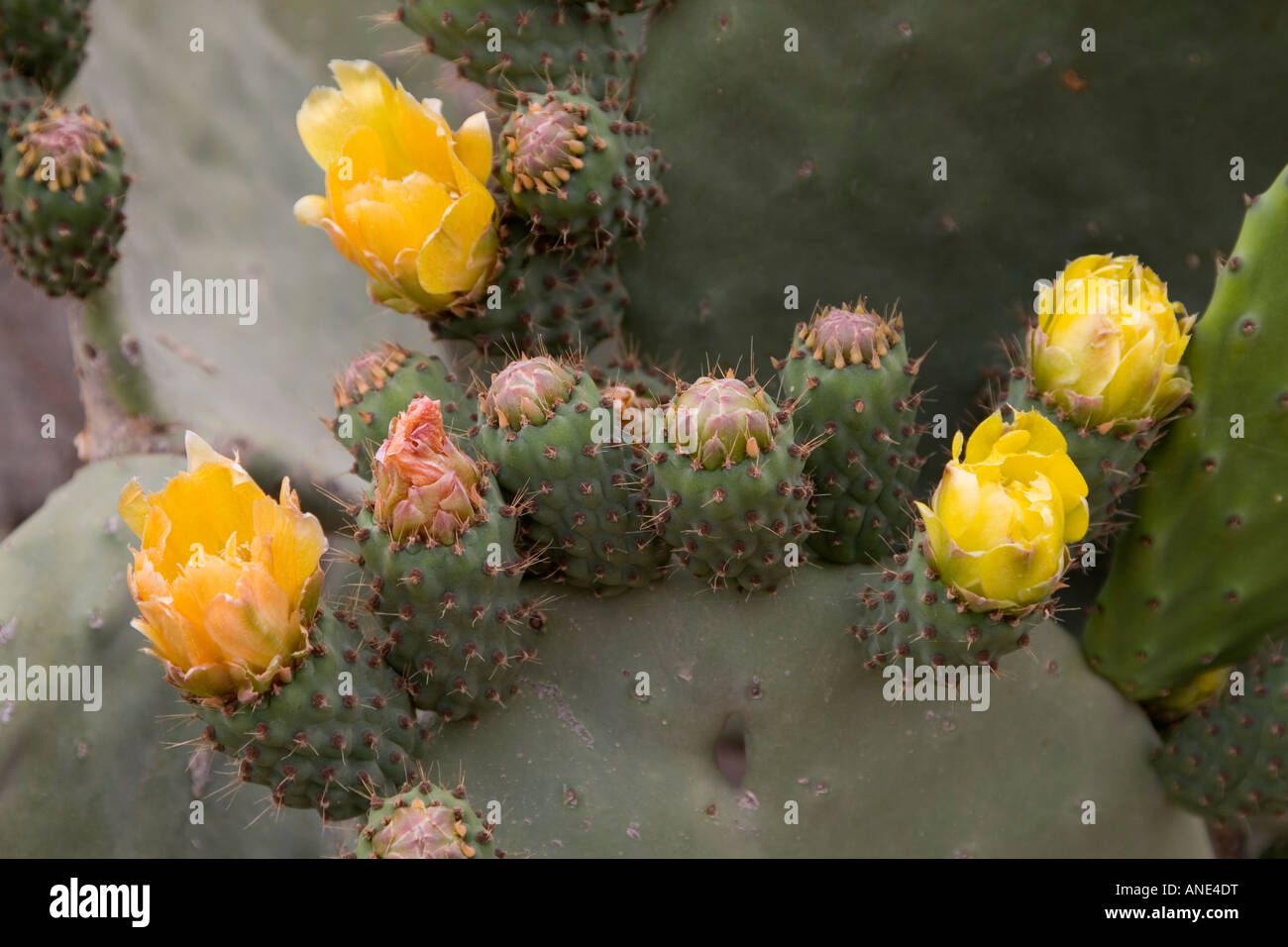 Jebal Nefusa High Resolution Stock Photography and Images - Alamy