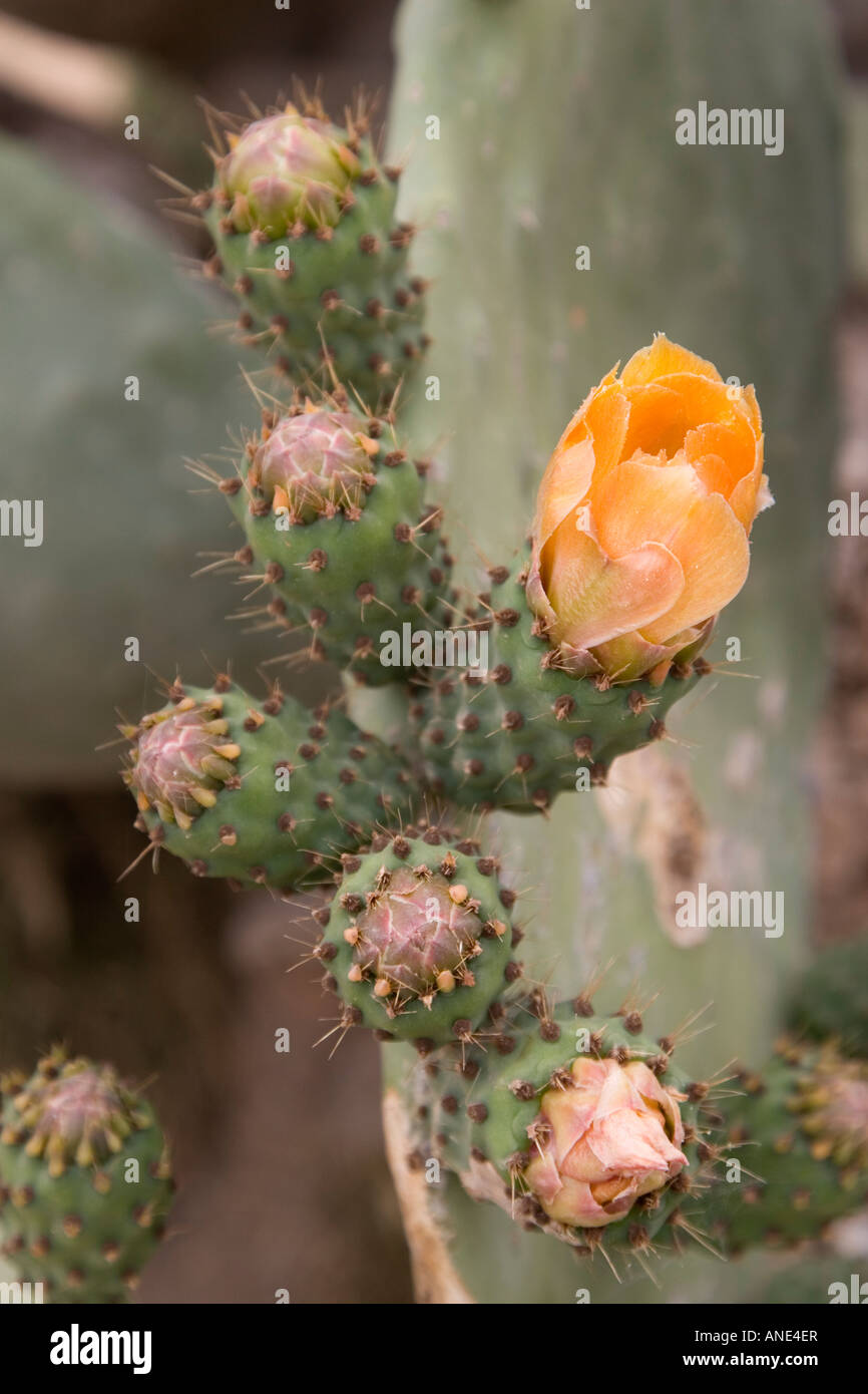 Gharyan, Jebal Nefusa, Libya. Prickly Pear Cactus Fruits Coming into ...