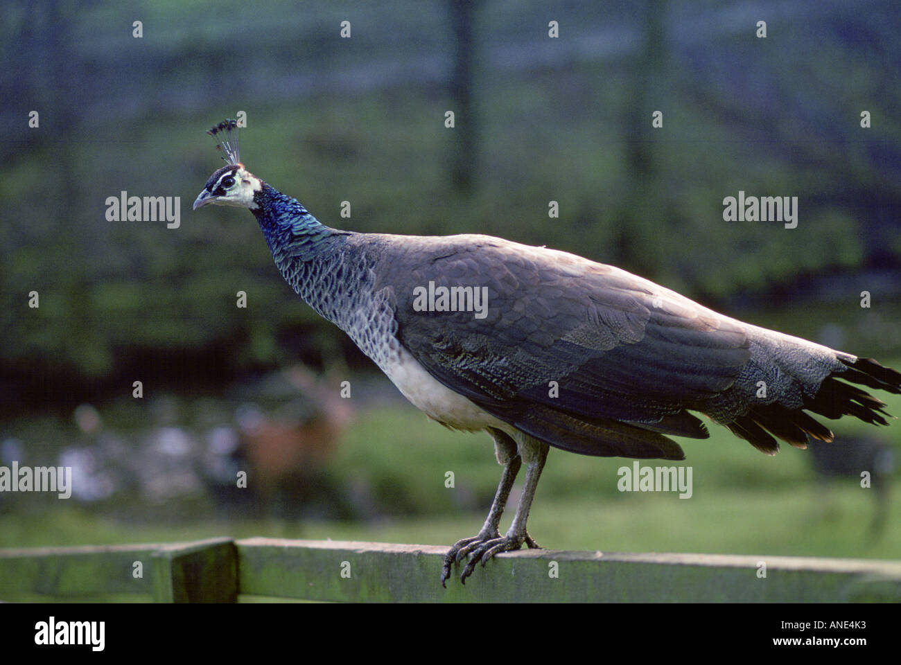 Peahen hi-res stock photography and images - Alamy