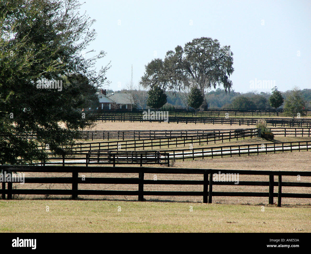 Horse Farming Ocala Florida Stock Photo - Alamy