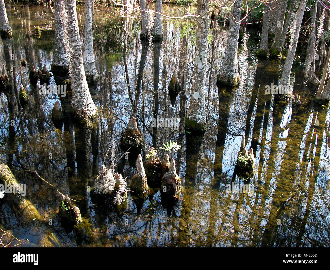 Silver springs hi-res stock photography and images - Alamy
