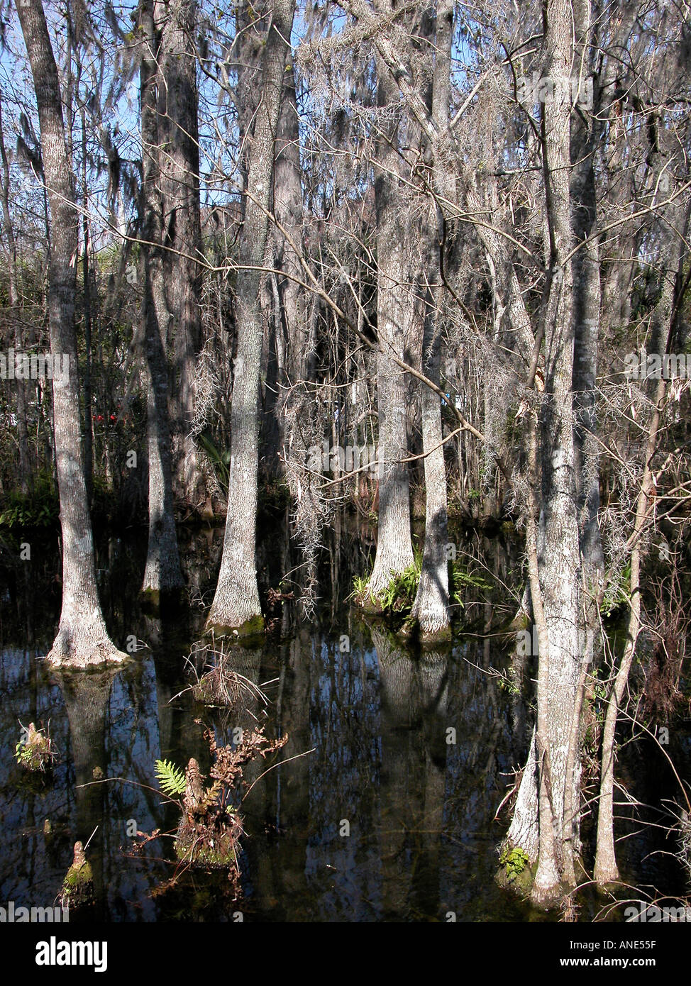 Silver springs hi-res stock photography and images - Alamy